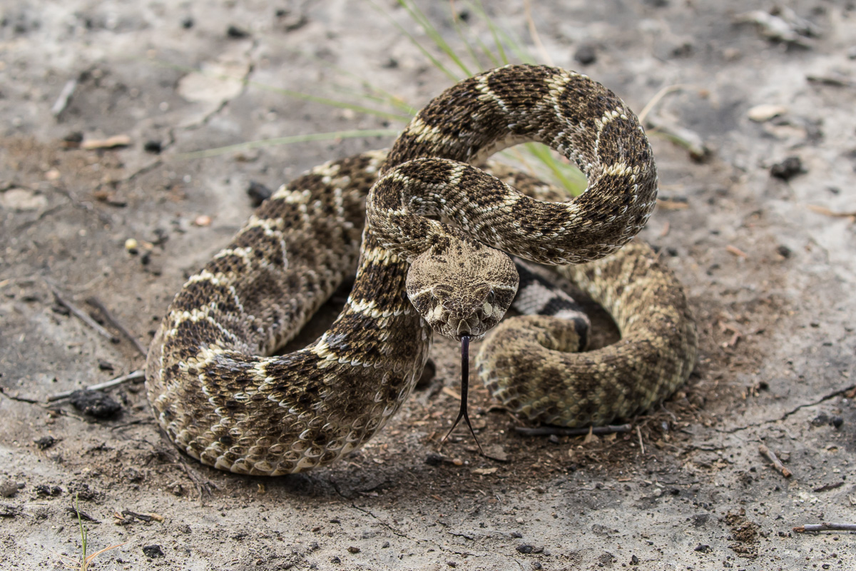 Western Diamondbacked Rattlesnake (Crotalus atrox)