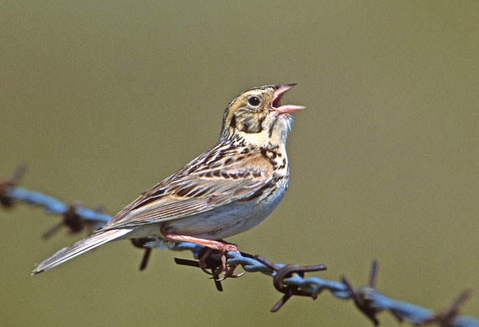 Baird's Sparrow (Ammodramus bairdii)