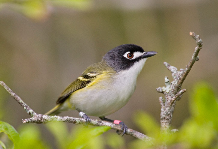 Black-capped Vireo (Vireo atricapillus)