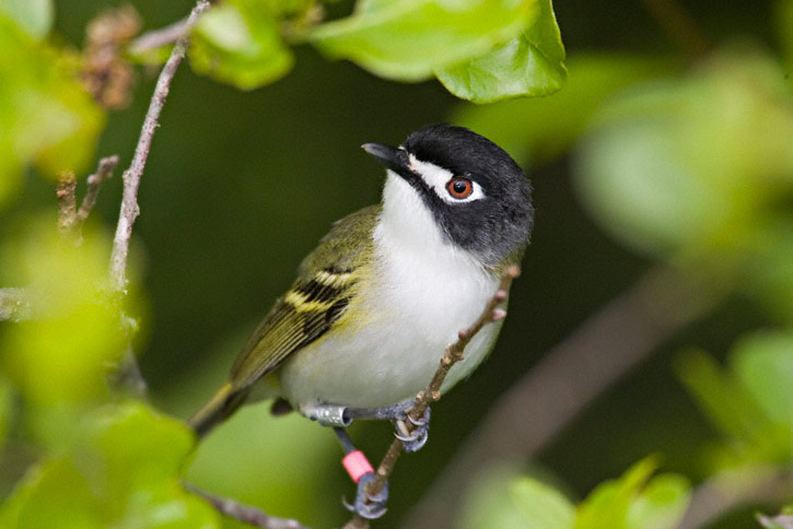 Black-capped Vireo (Vireo atricapillus)