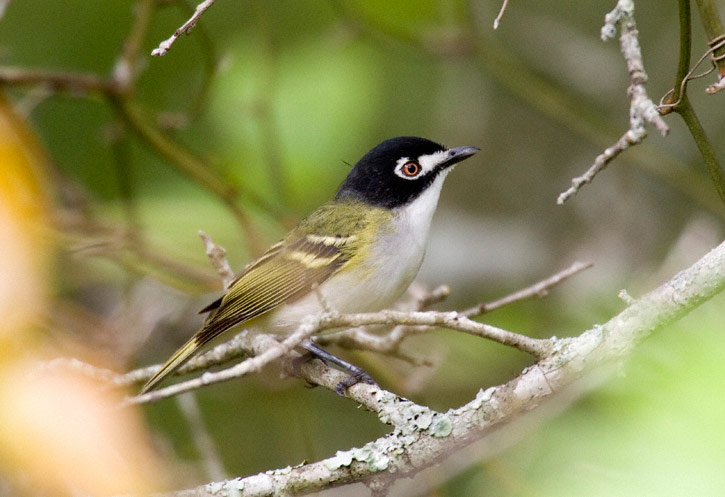 Black-capped Vireo (Vireo atricapillus)