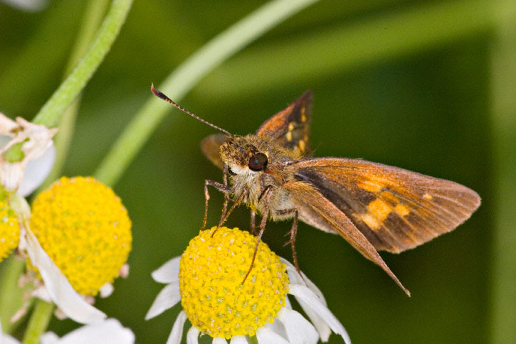 Broad-winged Skipper (Poanes viator)