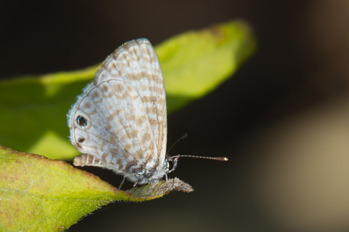 Cassius Blue (Leptotes cassius)