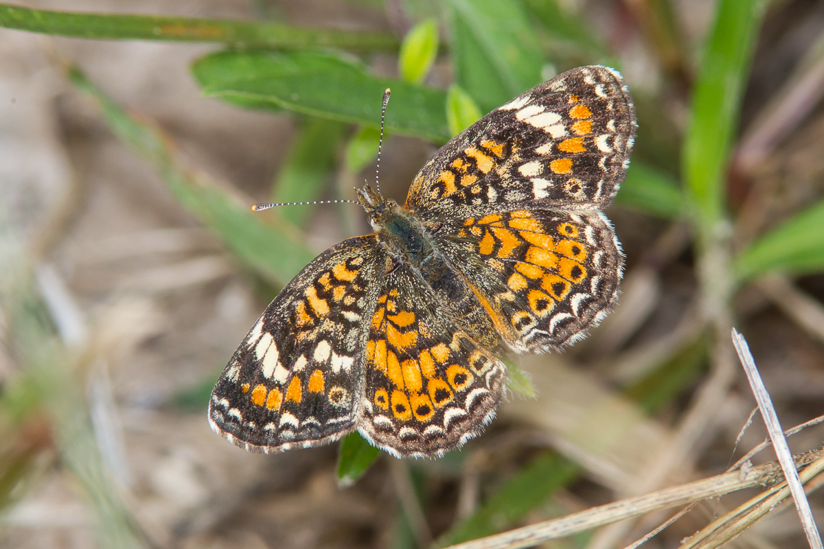 Phaon Crescent (Phyciodes phaon)