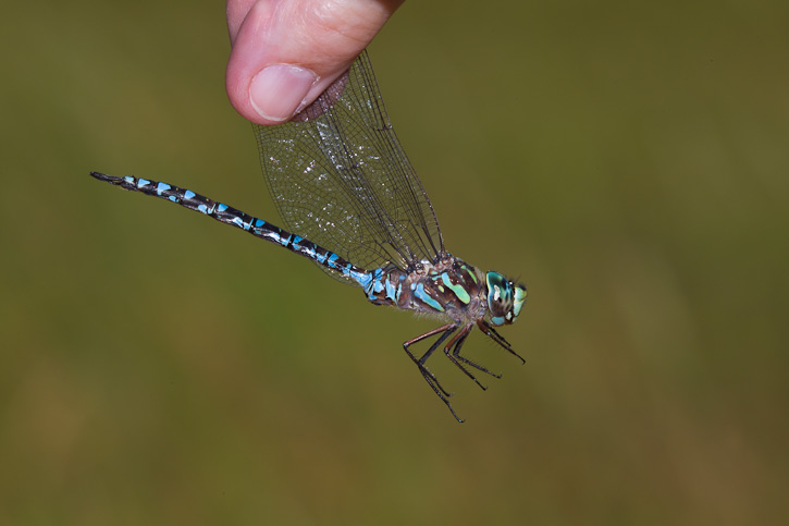Canada Darner (Aeshna canadensis)
