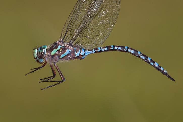 Canada Darner (Aeshna canadensis)