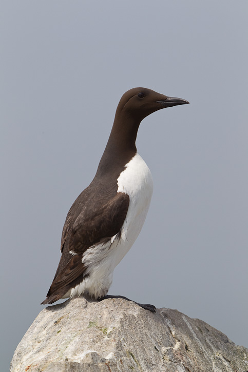 Common Murre (Uria aalge)