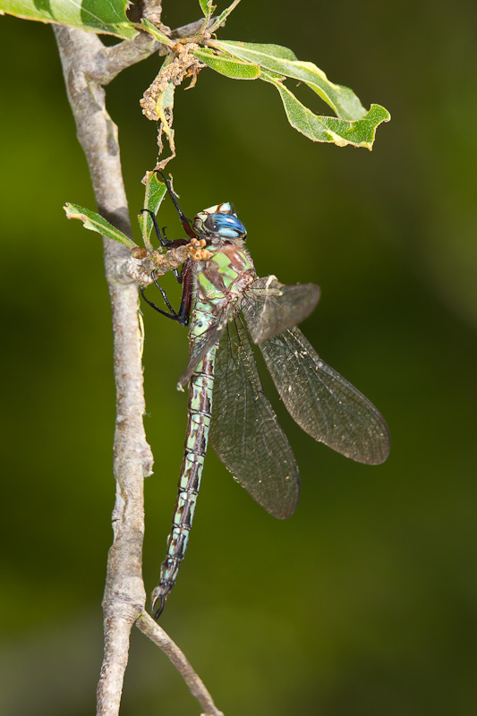 Cyrano Darner (Nasiaeschna pentacantha)
