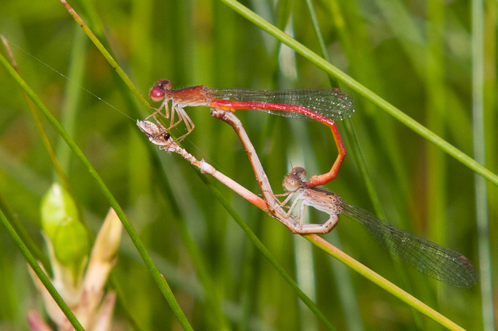 Desert Firetail (Telebasis salva)