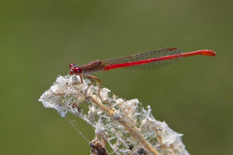 Desert Firetail (Telebasis salva)