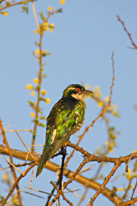 Dideric Cuckoo (Chrysococcyx caprius) AKA Diderick Cuckoo and Diederick ...
