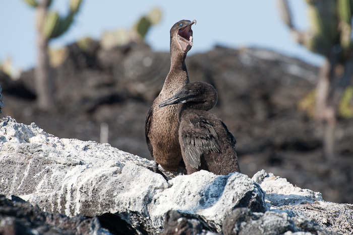 Flightless Cormorant (Phalacrocorax harrisi)