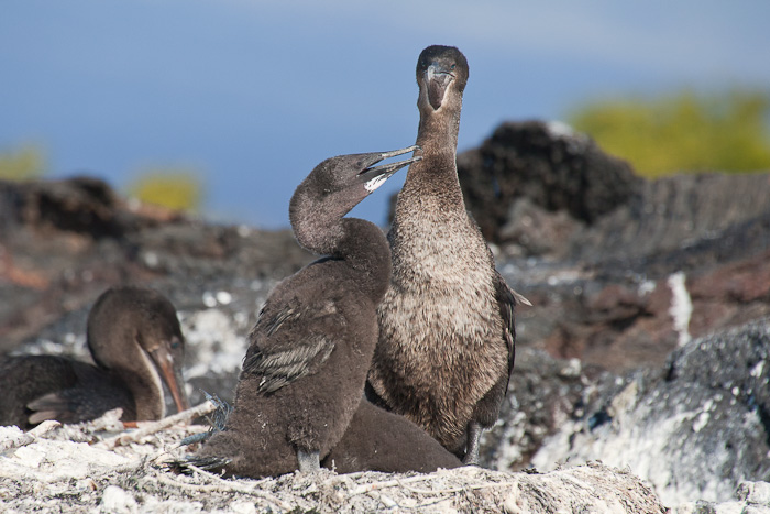 Flightless Cormorant (Phalacrocorax harrisi)