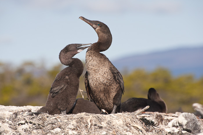 Flightless Cormorant (Phalacrocorax harrisi)
