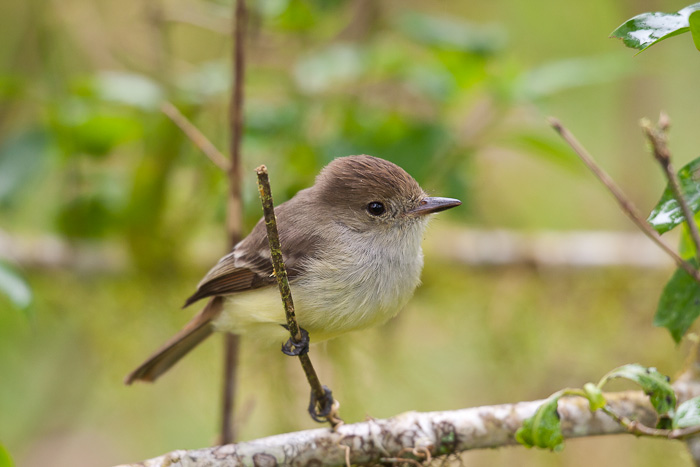 Galapagos Flycatcher (Myiarchus magnirostris)