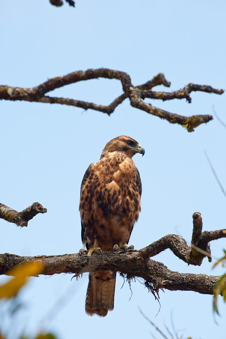 Galapagos Hawk (Buteo galapagoensis)