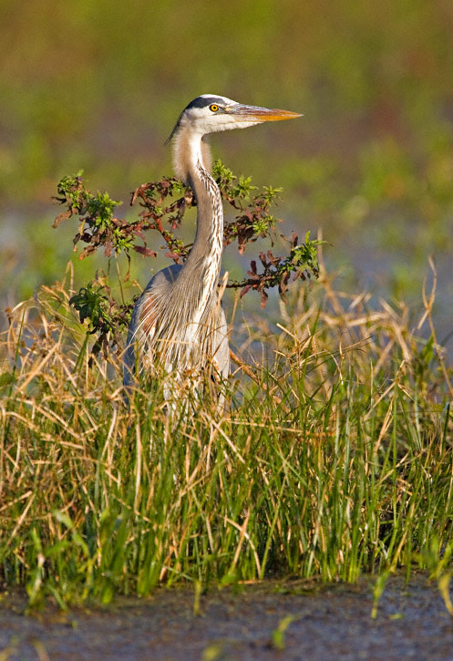 Great Blue Heron (Ardea herodias)