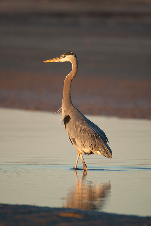 Great Blue Heron (Ardea herodias)