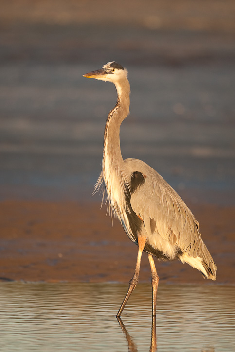 Great Blue Heron (Ardea herodias)