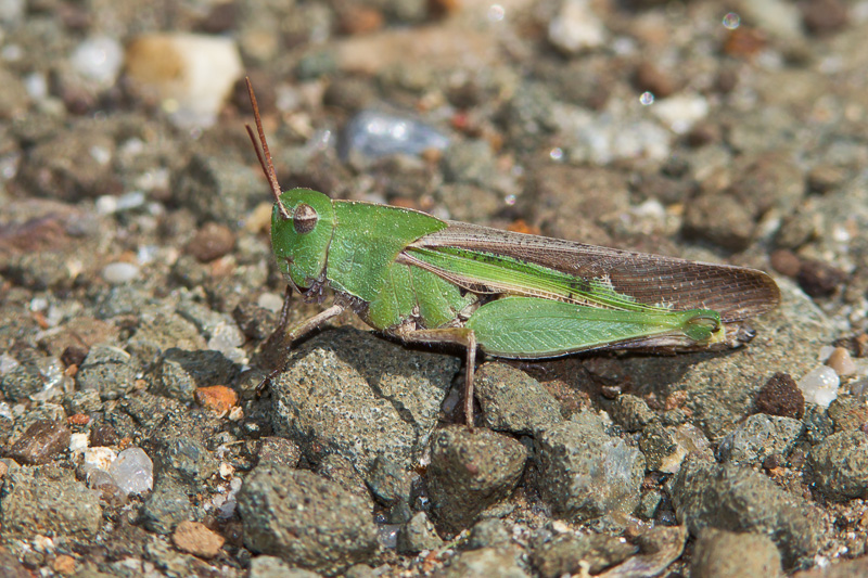 Green-striped Grasshopper (Chortophaga viridifasciata)