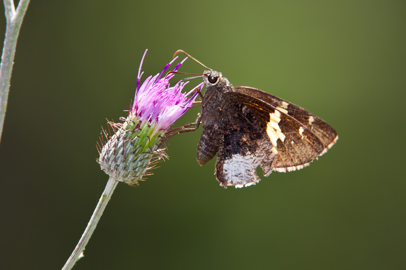 Hoary Edge (Achalarus lyciades)