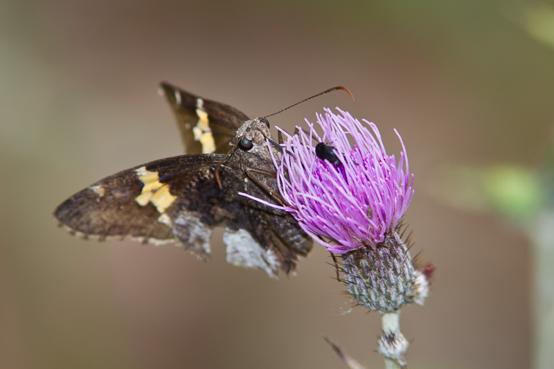 Hoary Edge (Achalarus lyciades)