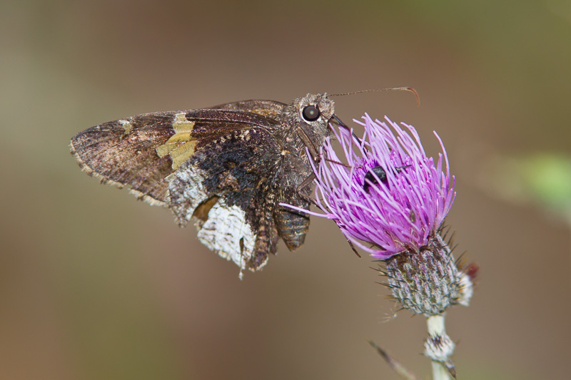 Hoary Edge (Achalarus lyciades)