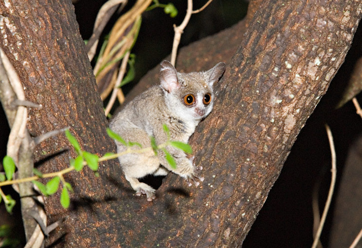 Lesser Bushbaby (Galago moholi) AKA South African Lesser Bushbaby