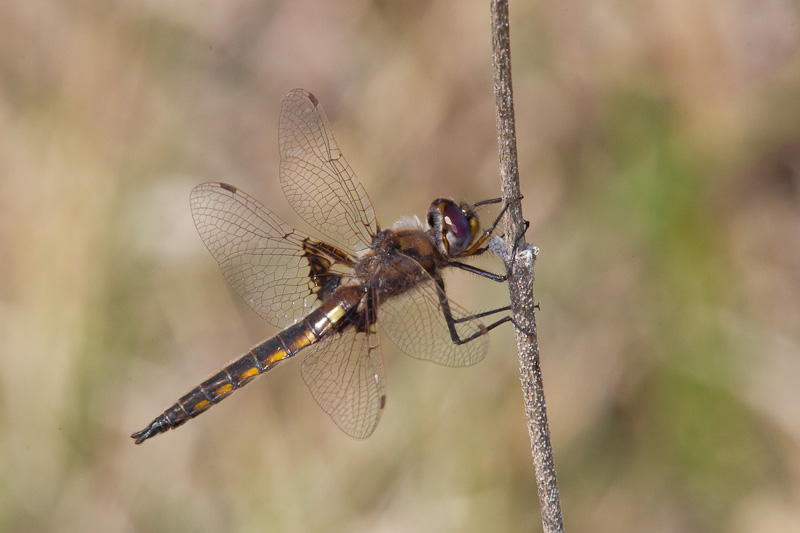 Mantled Baskettail (Epitheca [Tetragoneuria] semiaquea)