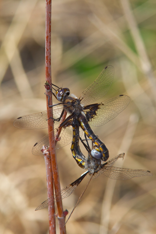 Mantled Baskettail (Epitheca [Tetragoneuria] semiaquea)