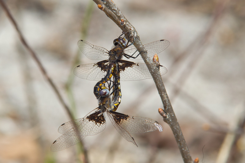 Mantled Baskettail (Epitheca [Tetragoneuria] semiaquea)