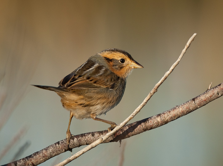 Nelson's Sharp-tailed Sparrow (Ammodramus nelsoni)