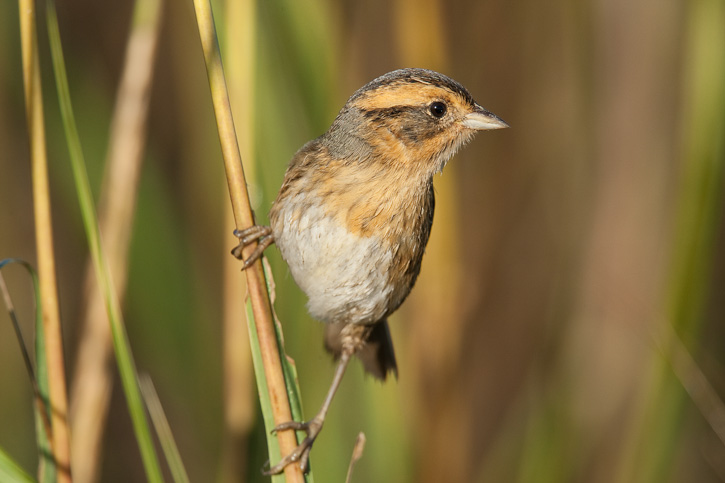 Nelson's Sharp-tailed Sparrow (Ammodramus nelsoni)