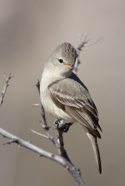 Northern Beardless-Tyrannulet (Camptostoma imberbe) AKA Northern ...