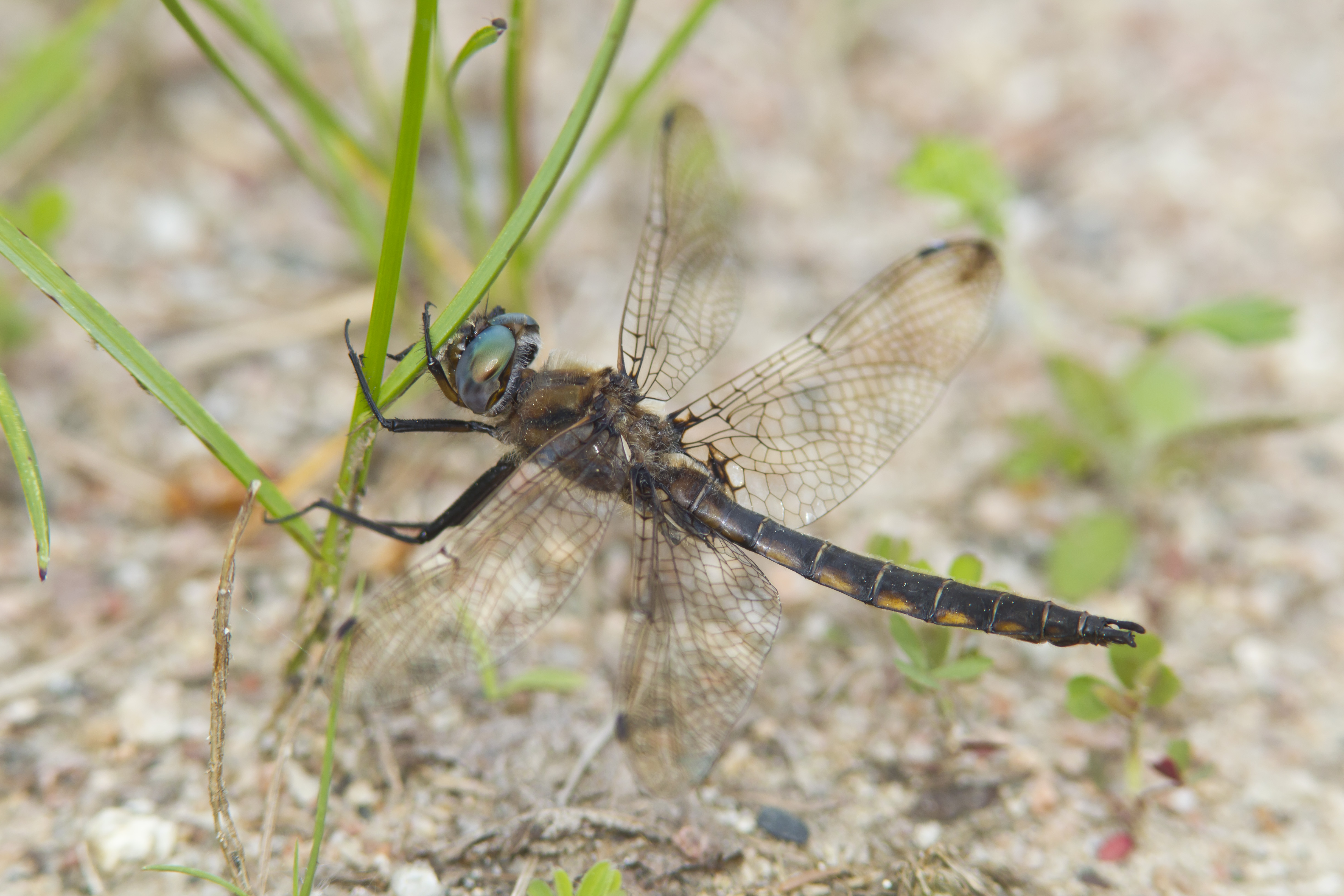 Beaverpond Baskettail (Epitheca canis)