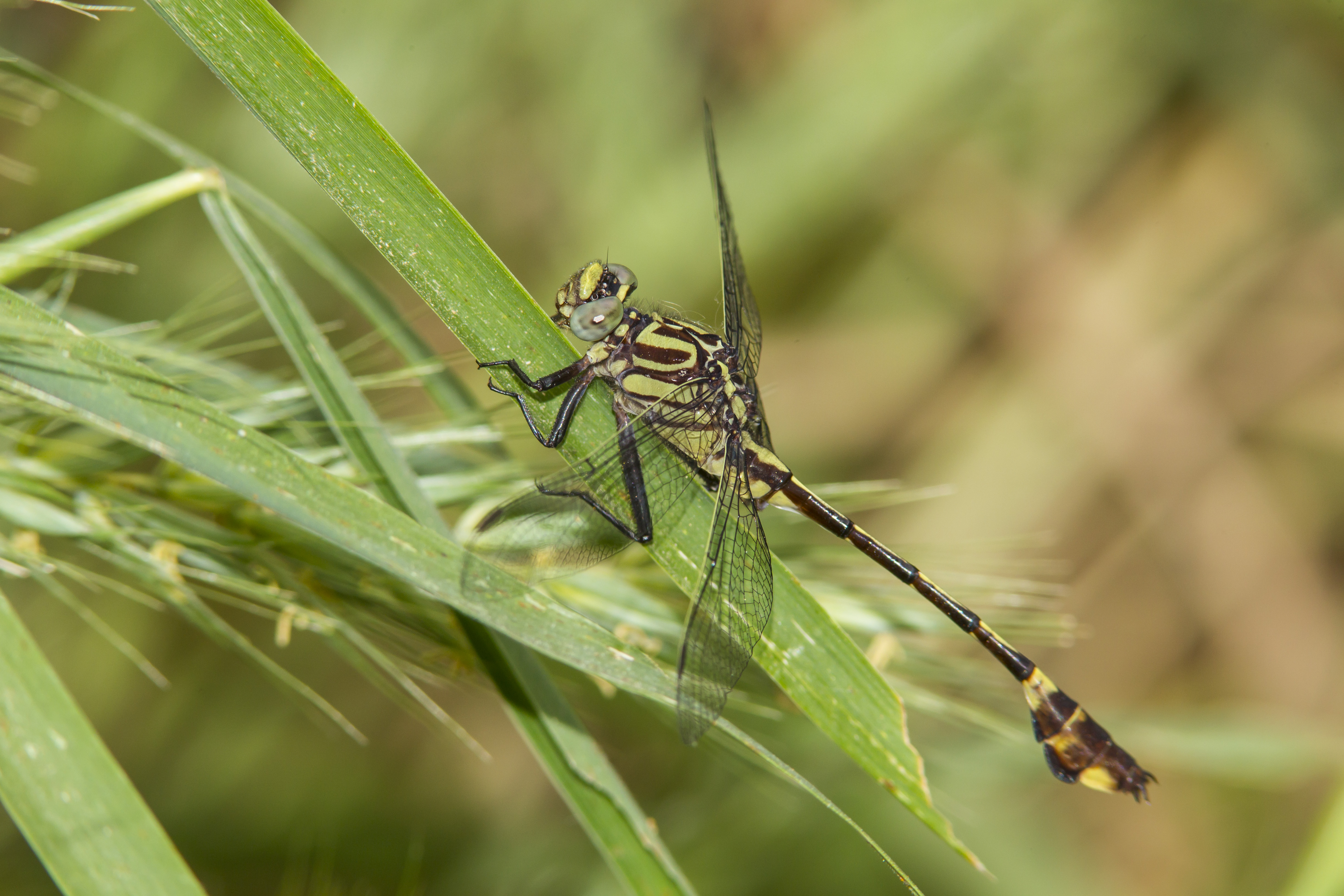 Cobra Clubtail (Gomphus vastus)