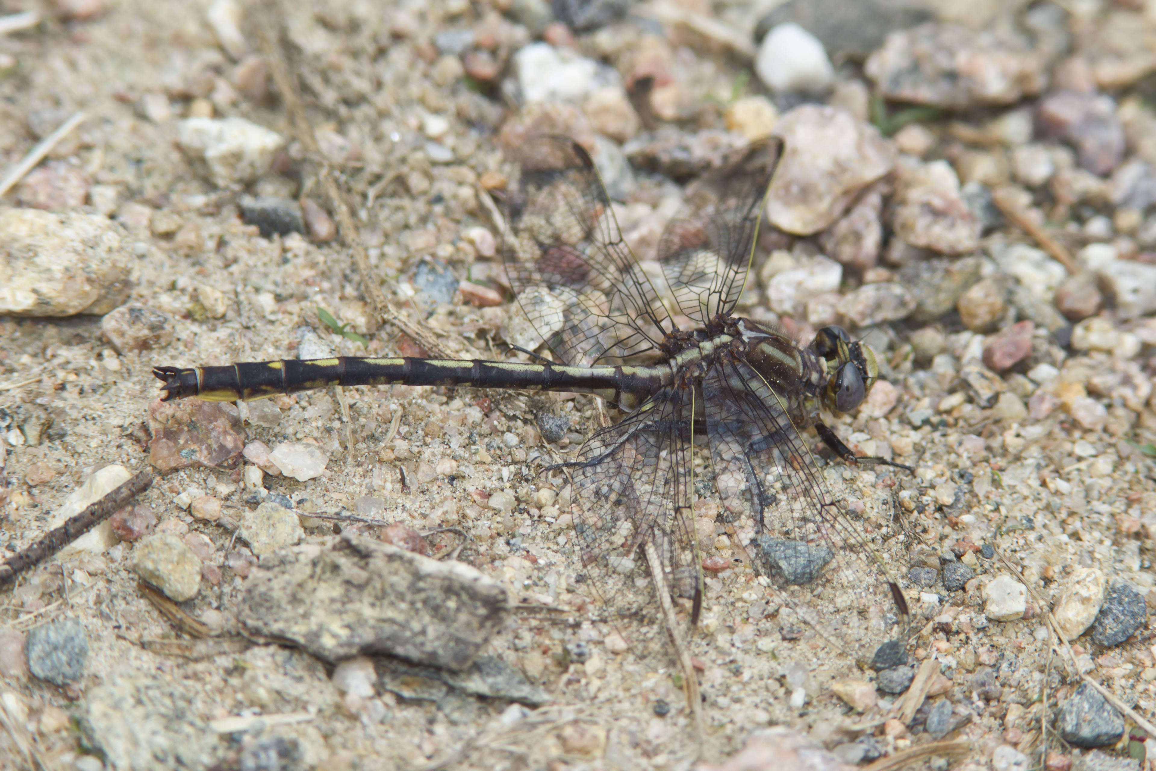 Dusky Clubtail (Gomphus spicatus)