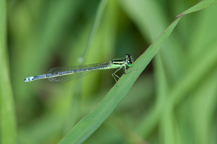 Eastern Forktail (Ischnura verticalis)