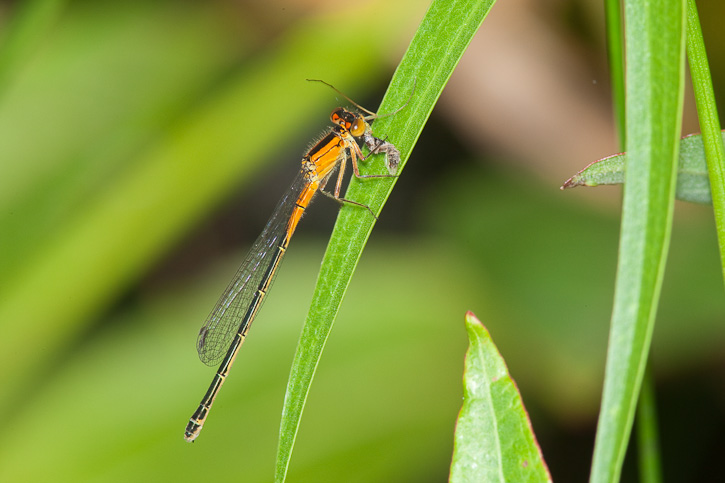 Eastern Forktail (Ischnura verticalis)