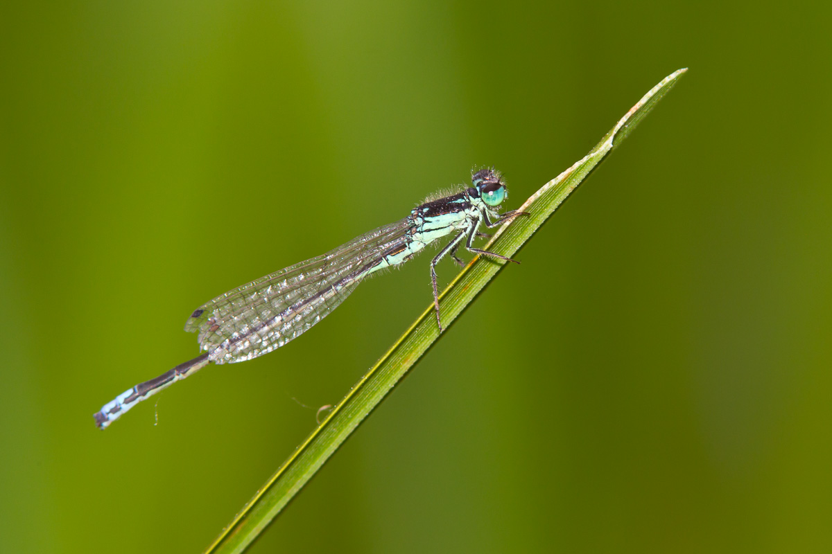 Eastern Forktail (Ischnura verticalis)