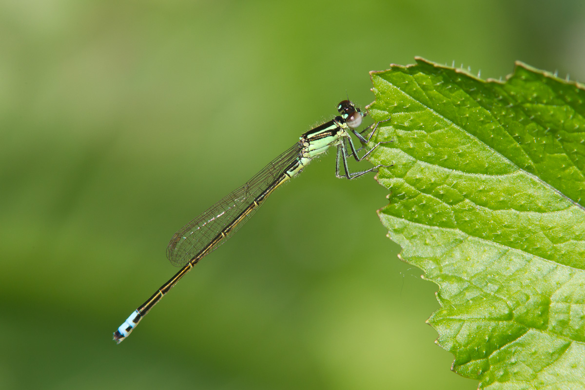 Eastern Forktail (Ischnura verticalis)