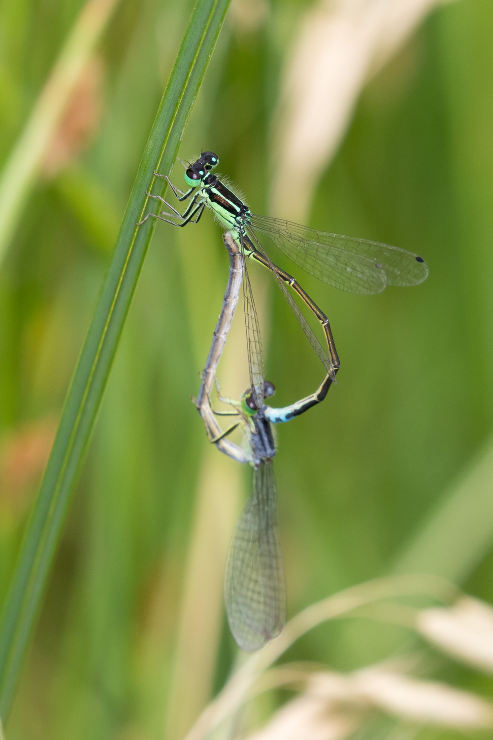 Eastern Forktail (Ischnura verticalis)