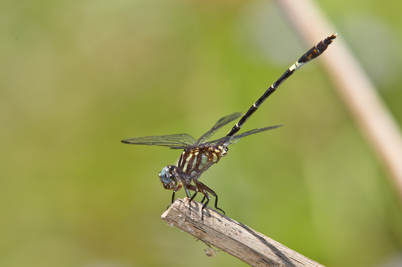Progomphus clendoni-no common name (Progomphus clendoni)