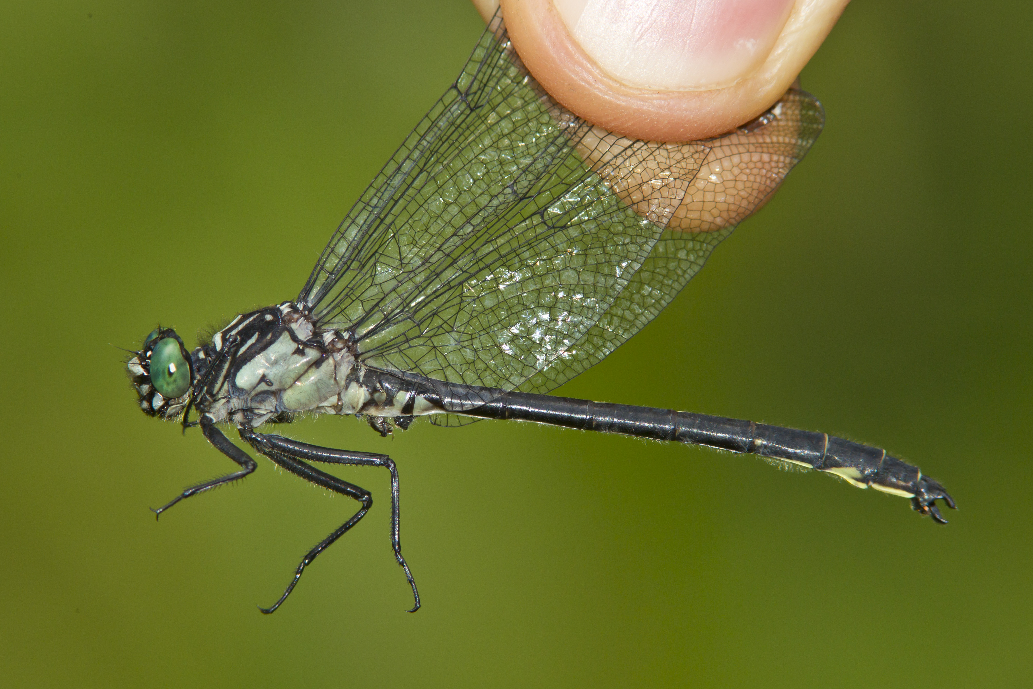 Sable Clubtail (Gomphus rogersi)