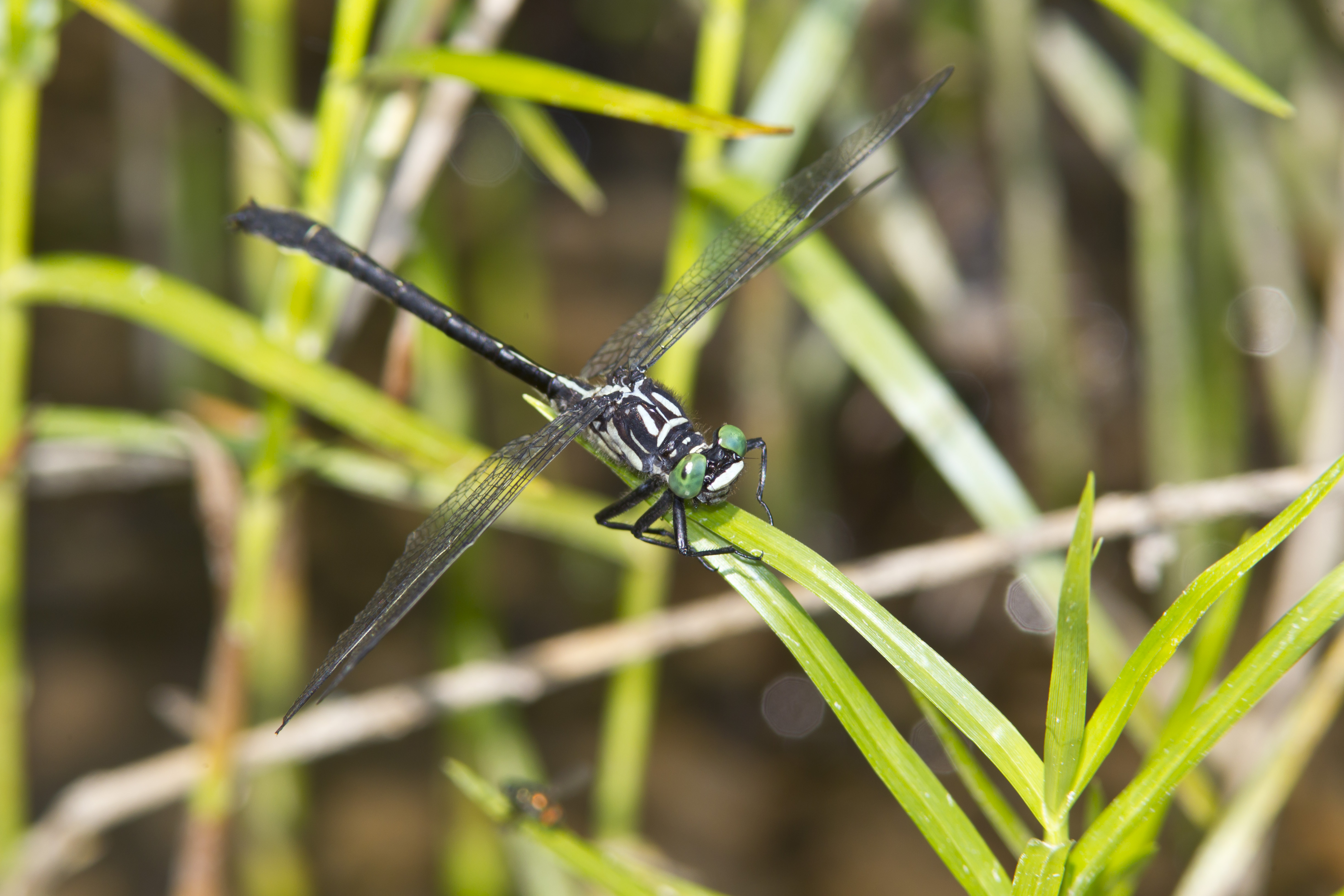 Sable Clubtail (Gomphus rogersi)