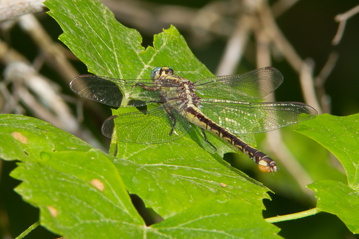 Septima's Clubtail (Gomphurus septima)