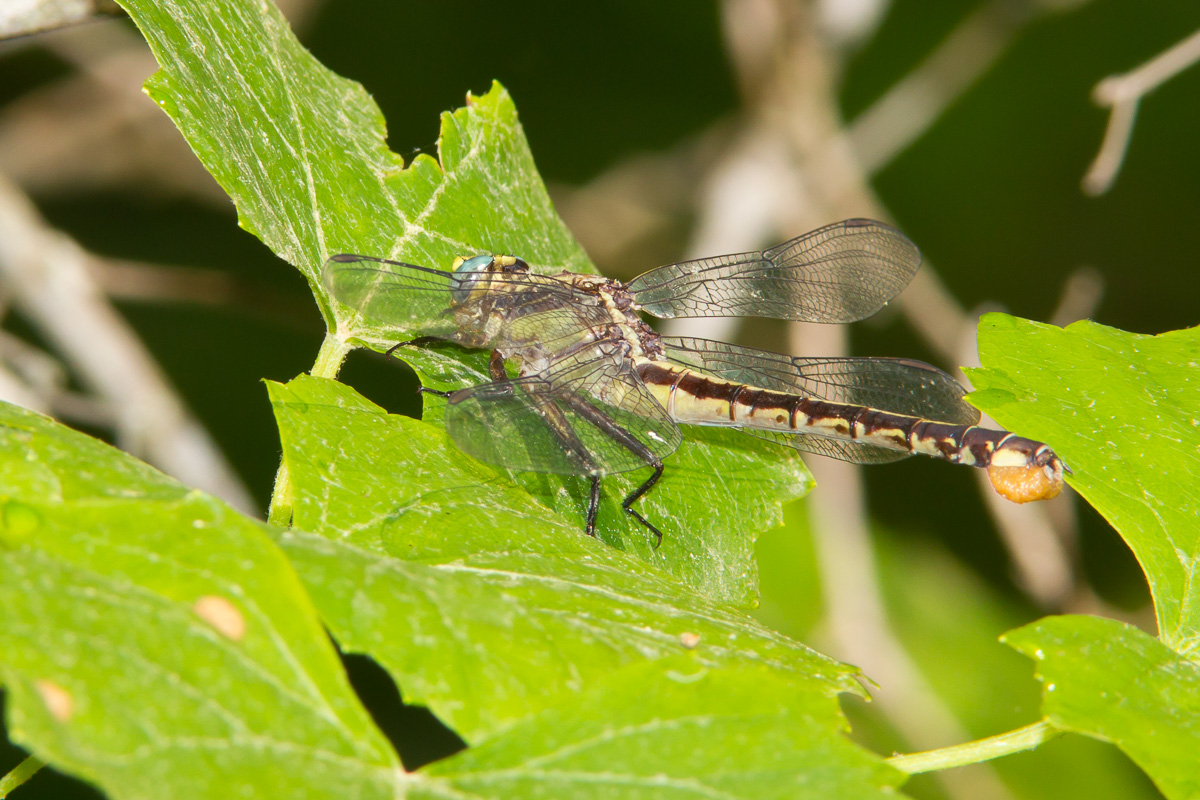 Septima's Clubtail (Gomphurus septima)