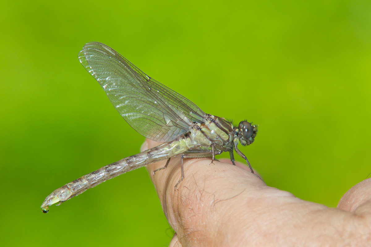 Septima's Clubtail (Gomphurus septima)