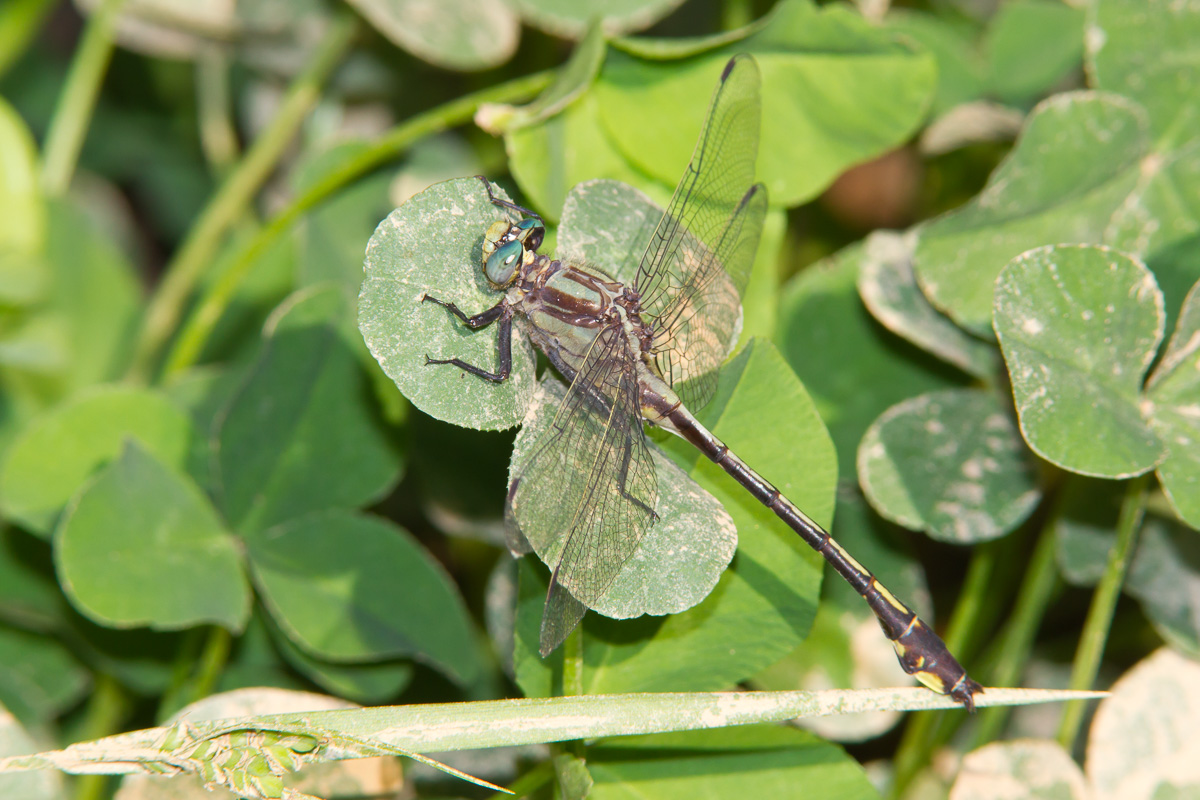 Septima's Clubtail (Gomphurus septima)