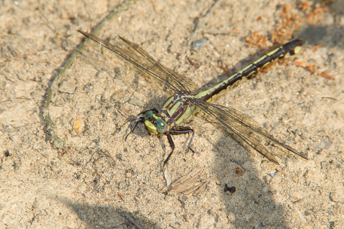 Septima's Clubtail (Gomphurus septima)